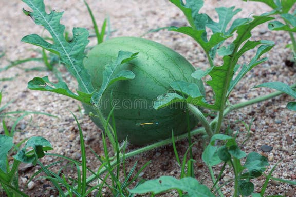 Arbuz obraz stock. Obraz złożonej z greenbacks, organicznie - 105002537