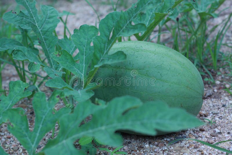 Arbuz obraz stock. Obraz złożonej z greenbacks, organicznie - 105002537