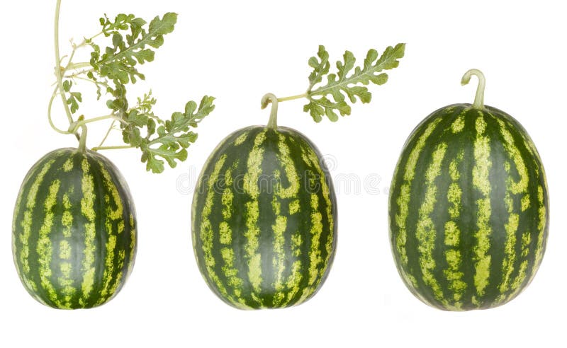 Liść arbuza na białym tle zdjęcie stock. Obraz złożonej z jujitsu ...