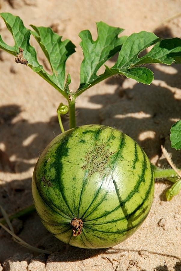 Arbuz obraz stock. Obraz złożonej z chłodny, napoje, owoc - 4524571