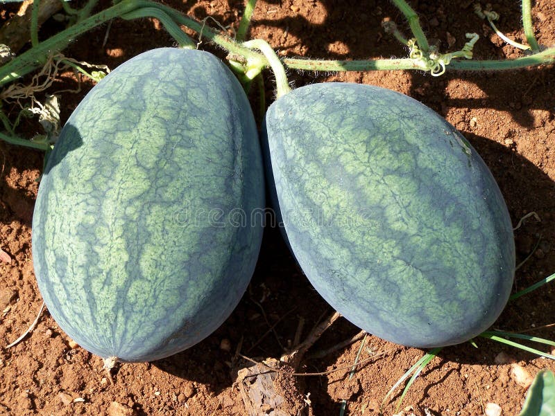 Arbuz obraz stock. Obraz złożonej z chłodny, napoje, owoc - 4524571