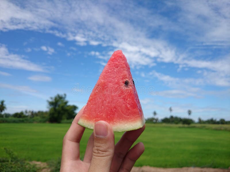 Arbuz obraz stock. Obraz złożonej z greenbacks, organicznie - 105002537