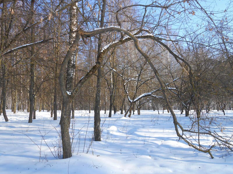 Tree Arc in the Winter Park. Stock Image - Image of snow, deep: 111794229