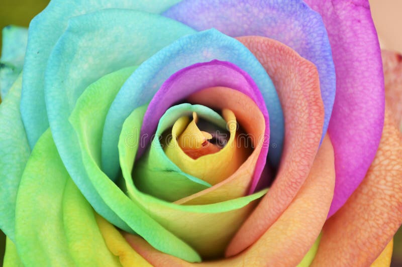 Arc-en-ciel Rose Background Photo stock - Image du beau, fleur: 42340200