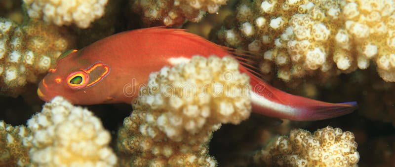Arc-eye hawkfish stock photo. Image of arcatus, corral - 29136210