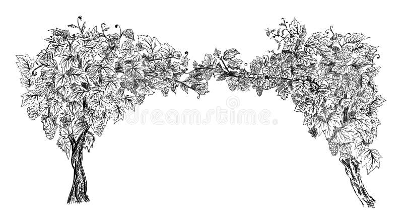 Arc from of Grapevine Hand Drawn Sketch Vector Illustration Isolated on ...