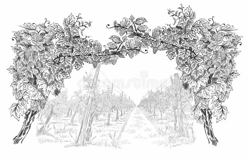 Arc from of Grapevine with Landscape of Vineyard on Background Hand ...