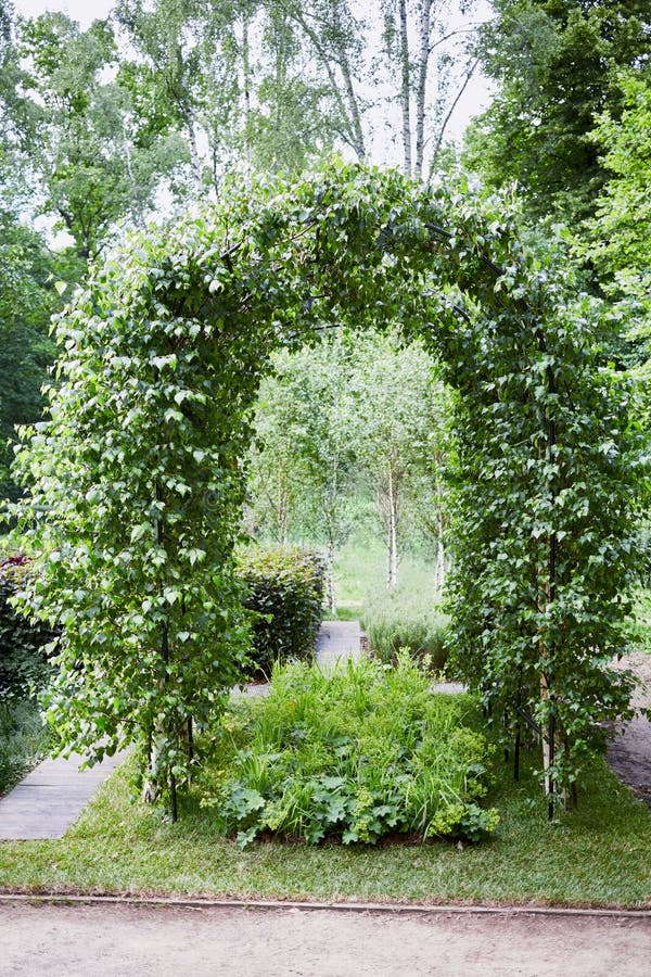 Arc Made of Live Trunks and Branches with Leaves Stock Image - Image of ...