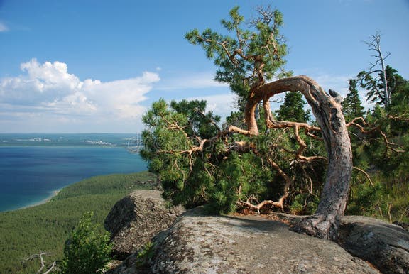 Arc tree view stock image. Image of cloud, wood, blue - 7723237