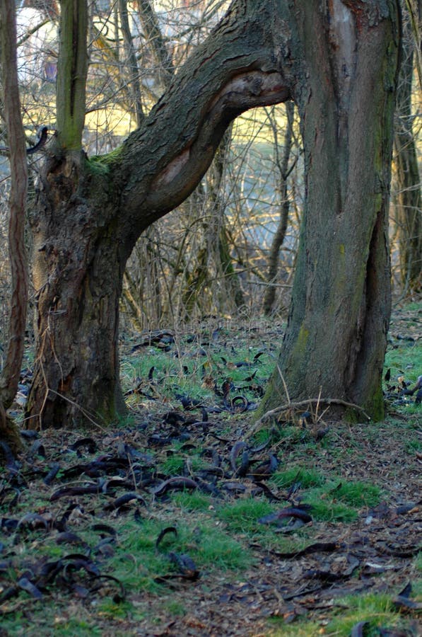 Arc from trees in autumn. stock image. Image of nature - 139751023