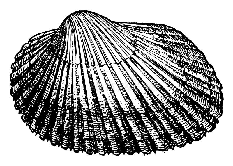 Transversa Stock Illustrations – 1 Transversa Stock Illustrations ...