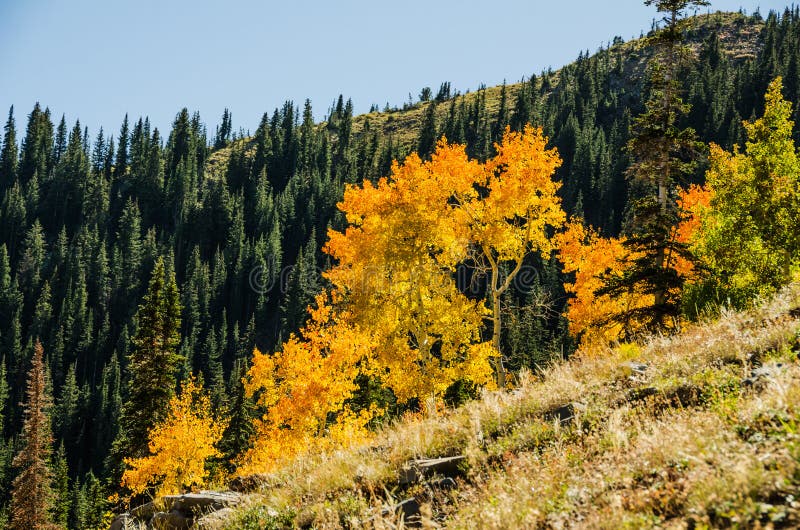 The Arch stock photo. Image of evergreen, tree, landscapes - 34052482