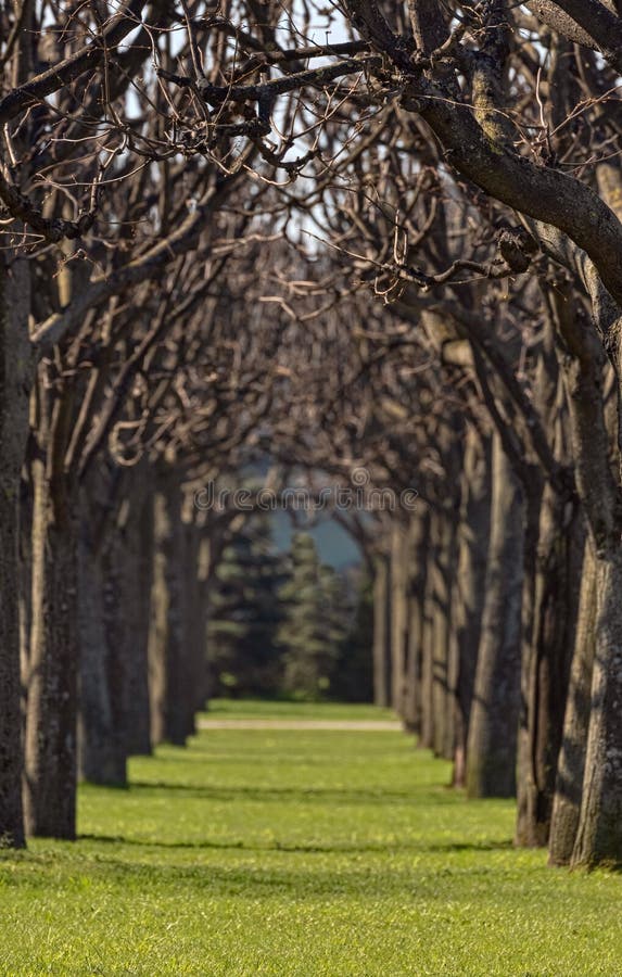 Arch from Bare Tree Branches Above Green Grass Stock Image - Image of ...