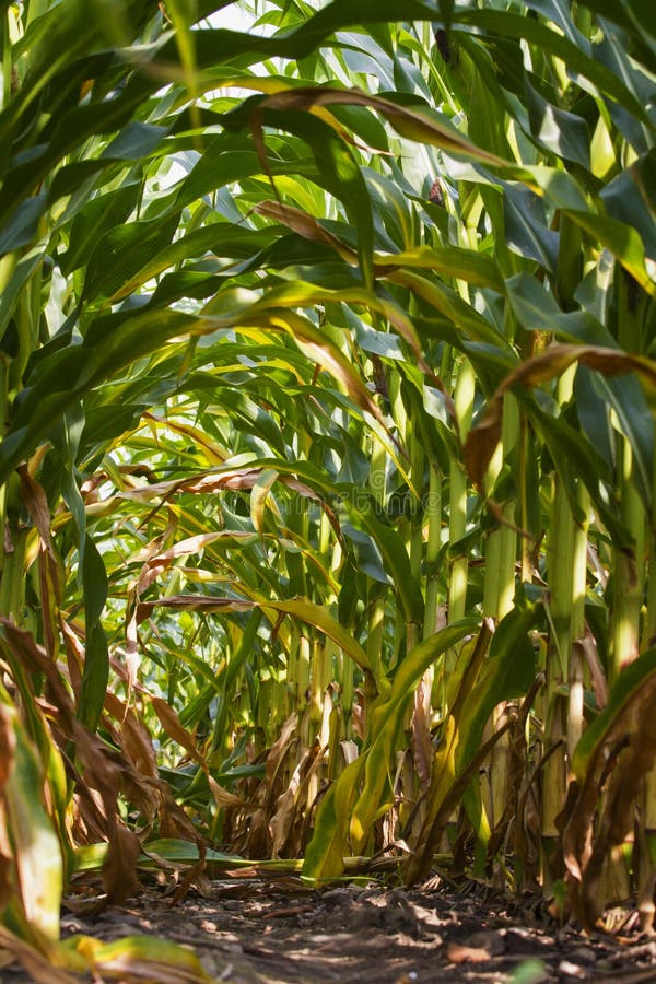 An arch of corn leaves stock image. Image of agriculture - 100431007