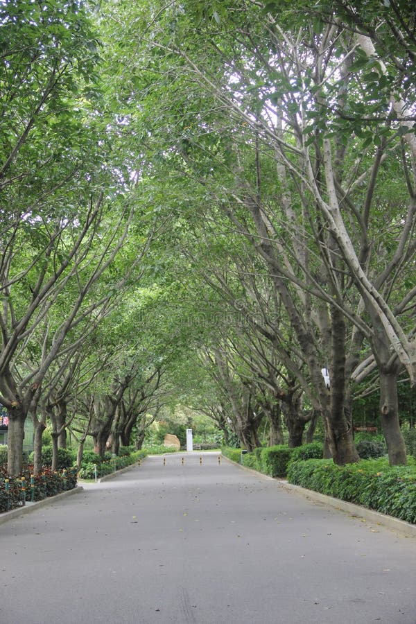 The arch green Tree stock photo. Image of environment - 43789164