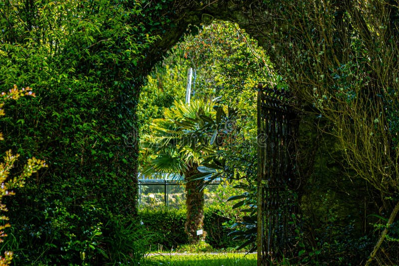 Arch in a Hedge, a Palm Tree is Visible through the Passage, Formal ...