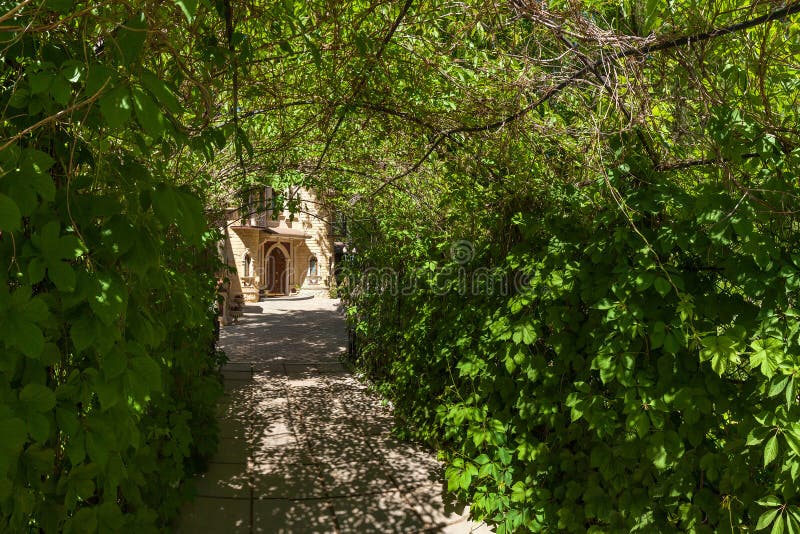 Arch the Leader Braided by a Grapevine Stock Photo - Image of sunlight ...