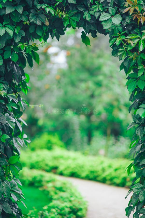 Arch of foliage stock photo. Image of color, forest - 101214348