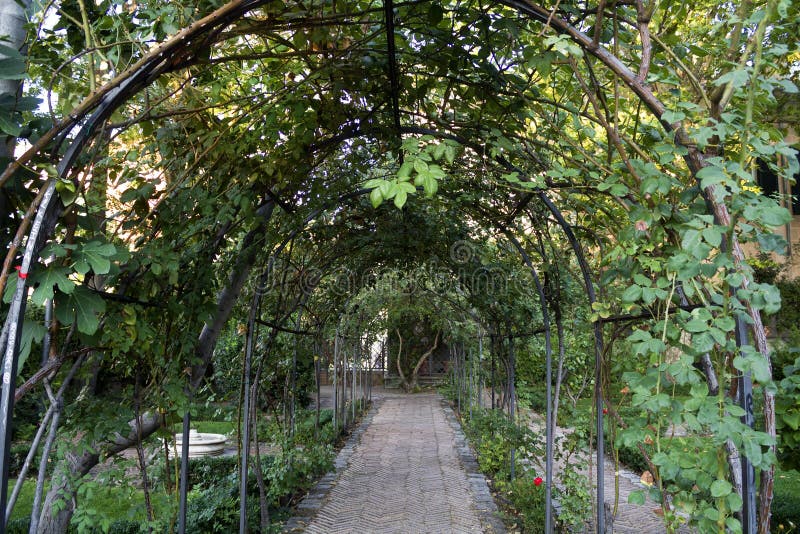 Arch with Leaves and Plants Stock Photo - Image of background ...