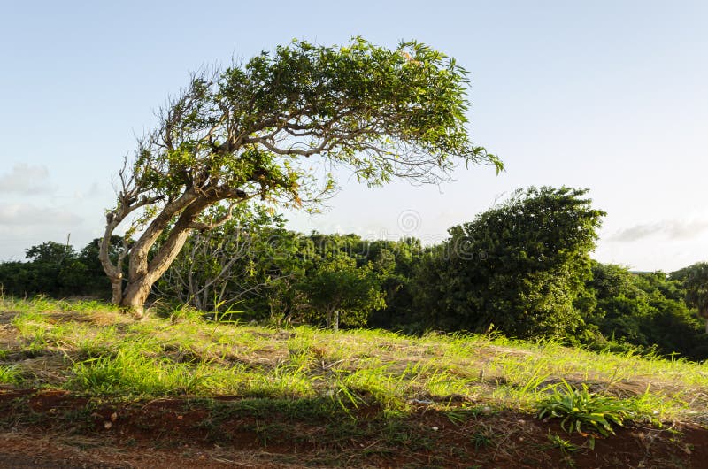 Arch Mango Tree Over Line of Tree Stock Image - Image of black, line ...