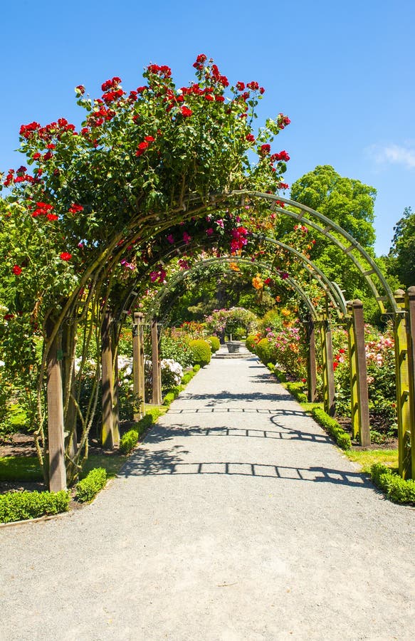 Arch with Red Roses in the Garden Stock Image - Image of bush, pavement ...
