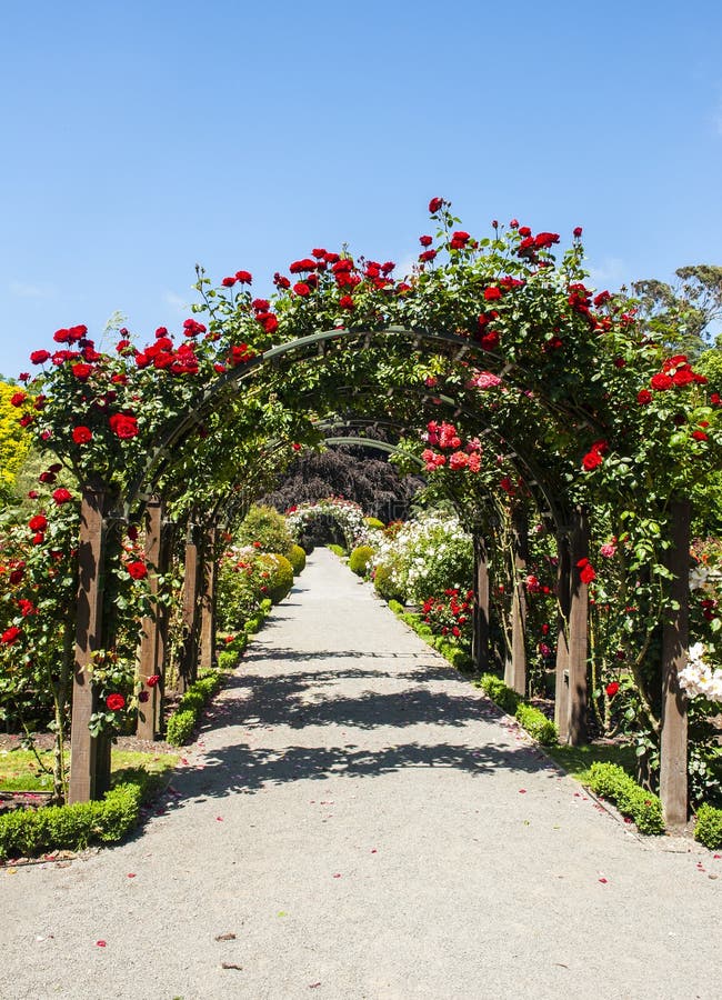 Arch with Red Roses in the Garden Stock Image - Image of roses ...