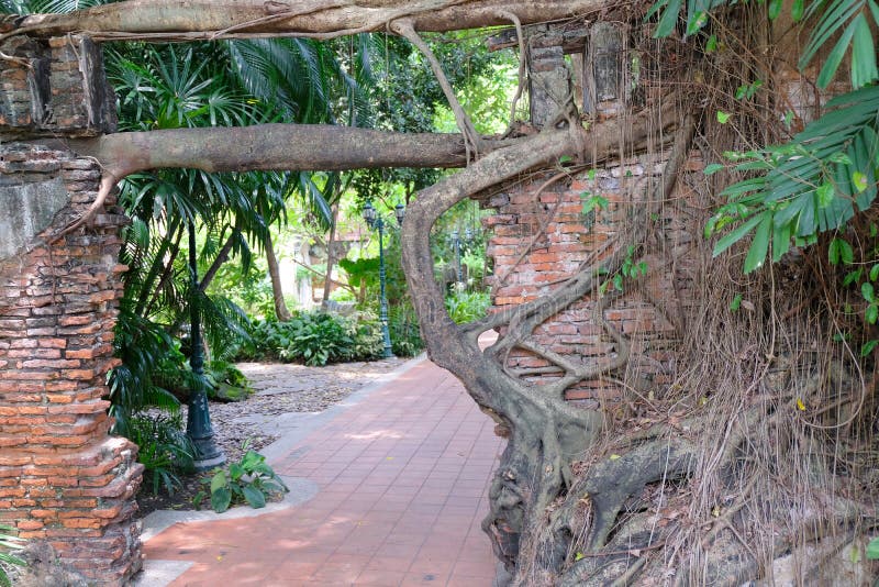 Root of the tree stock image. Image of green, brown - 145341901