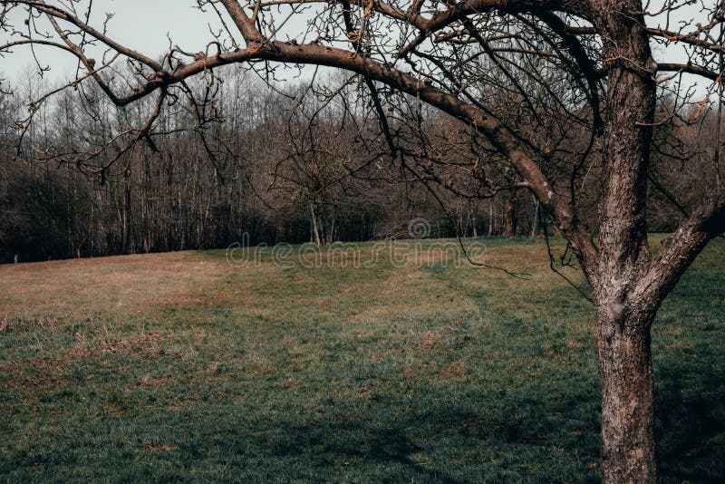 Arch from a Tree Curved by Nature and Time Stock Image - Image of ...