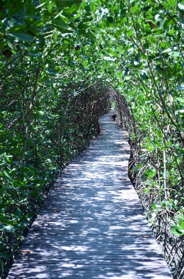 Arch tree stock image. Image of wood, forest, mangrove - 34368155