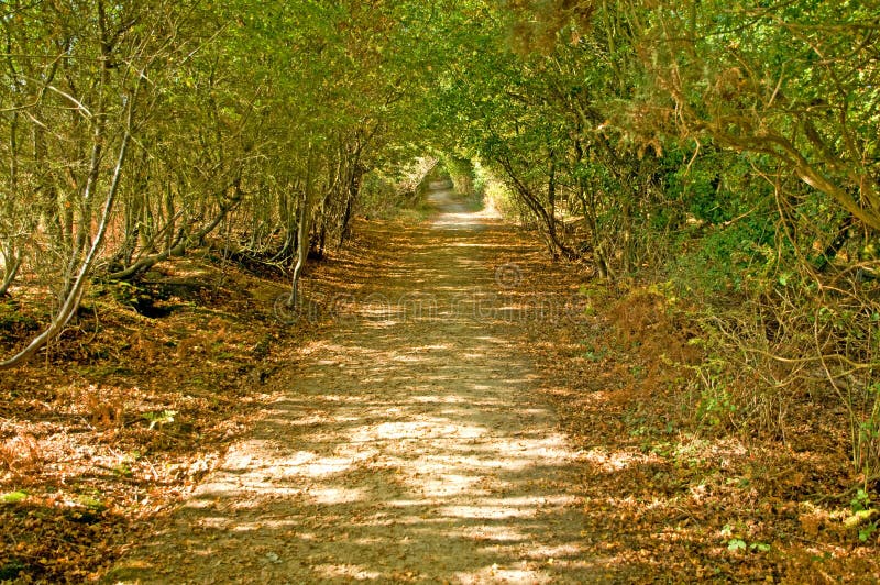 Arch of trees stock image. Image of arch, trees, landscape - 12508513