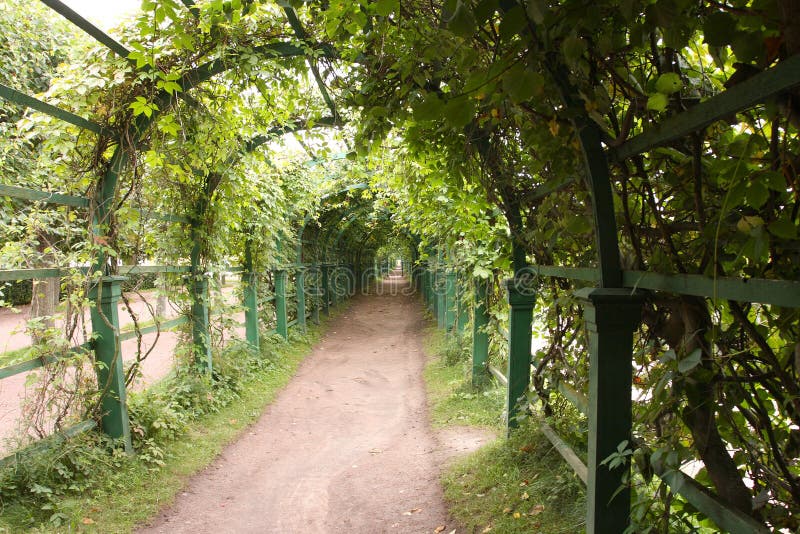 Arch of trees stock photo. Image of stroll, park, gardens - 6558376