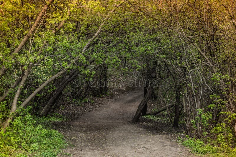 Arch of Trees. the Path in the Woods Stock Image - Image of grass ...