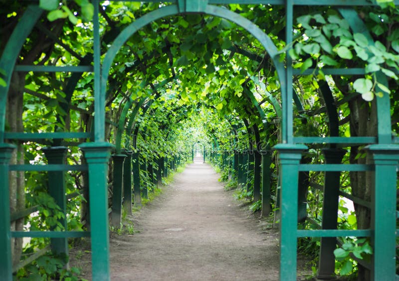 Arch tunnel of greenery . stock image. Image of green - 153827833