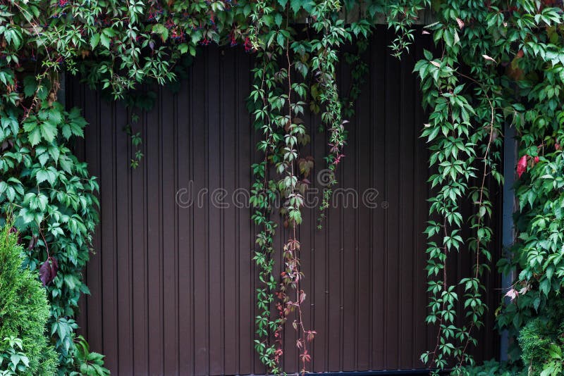 Arch of wild grape stock image. Image of grape, wooden - 85321075