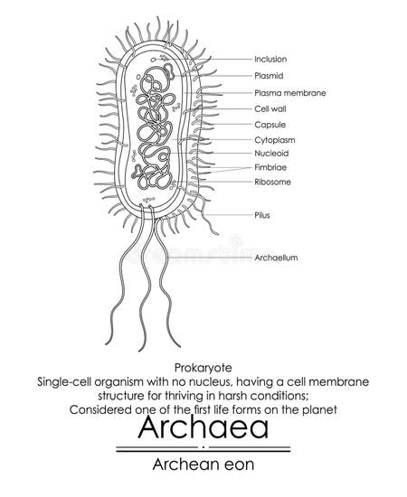 Archaea are Considered One of the First Life Forms Stock Vector ...