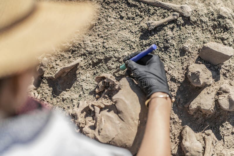 Archaeological Excavations - Ancient Human Skeleton Stock Image - Image ...