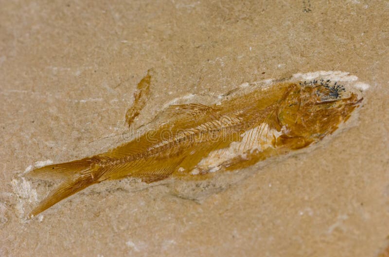 Archaeological Excavations Fish Stock Photo - Image of organism ...