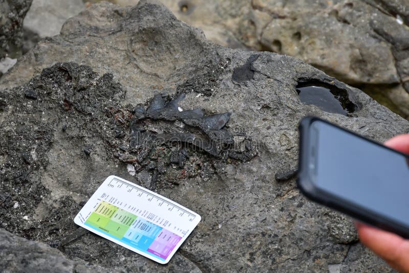 Archaeologists are Using Tools and Equipment To Explore Fossils Found ...