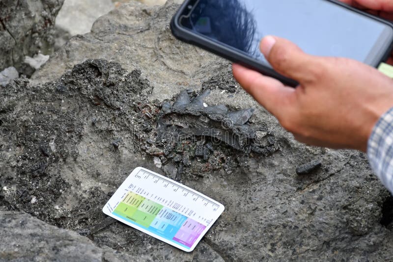 Archaeologists are Using Tools and Equipment To Explore Fossils Found ...