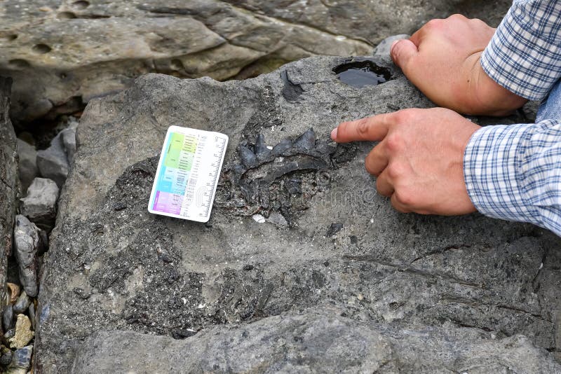 Archaeologists are Using Tools and Equipment To Explore Fossils Found ...