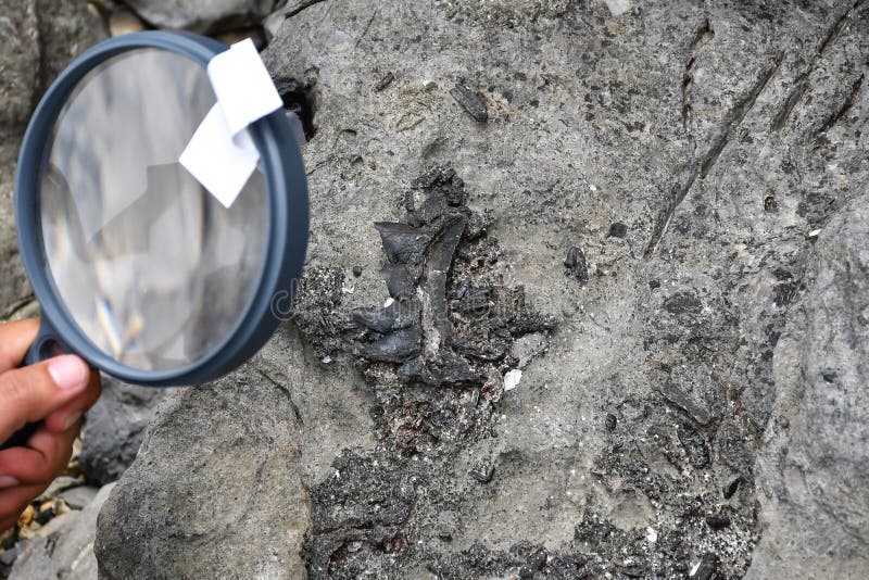 Archaeologists are Using Tools and Equipment To Explore Fossils Found ...