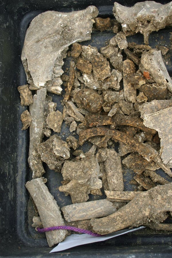 Archaeology tray of finds stock photo. Image of finds - 98593292