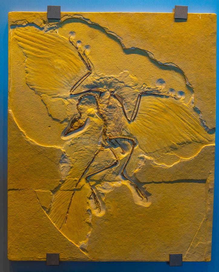 Archaeopteryx Fossils Discovered in Germany Editorial Stock Image ...