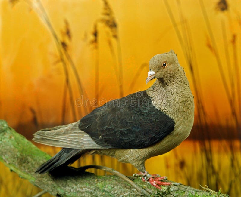 Archangel Domestic Pigeon, with Sunset Stock Image - Image of profile ...