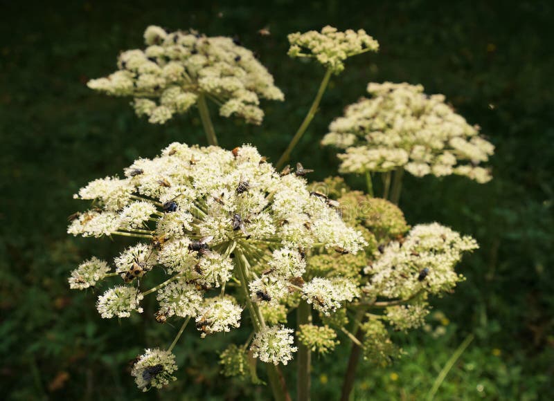 Angelica (Archangelica Officinalis), Umbelliferae Image stock - Image ...