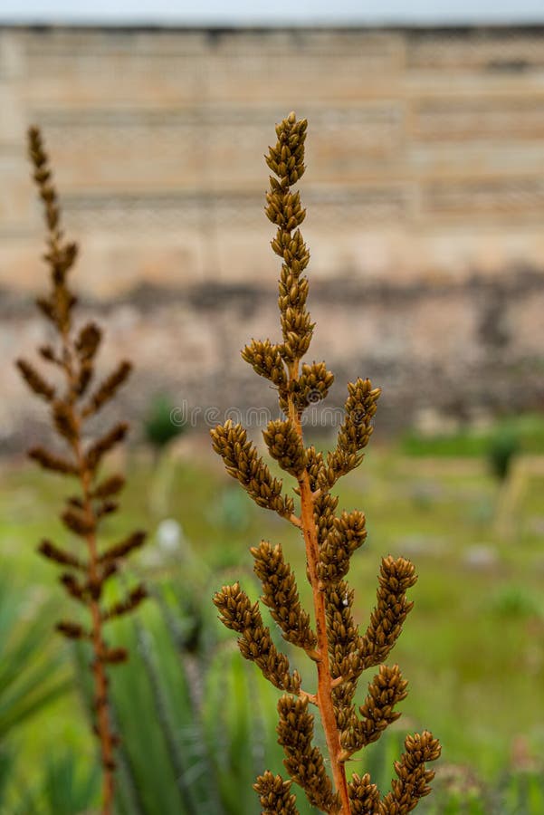 Archeaological Site of Mitla, in Oaxaca, Mexico Stock Photo - Image of ...