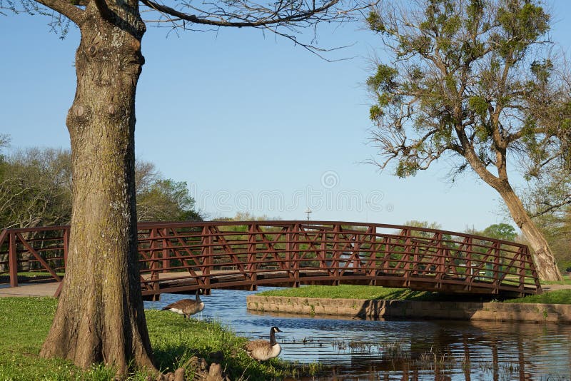 Arched Foot Bridge Over Blue Water with Trees and Geese Stock Image ...