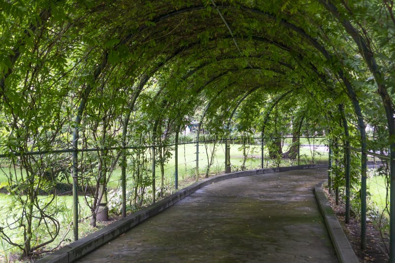 Arched Green Natural Tunnel from Plant Branches with Green Leaves in ... Arched Green Natural Tunnel from Plant Branches with Green Leaves in ...