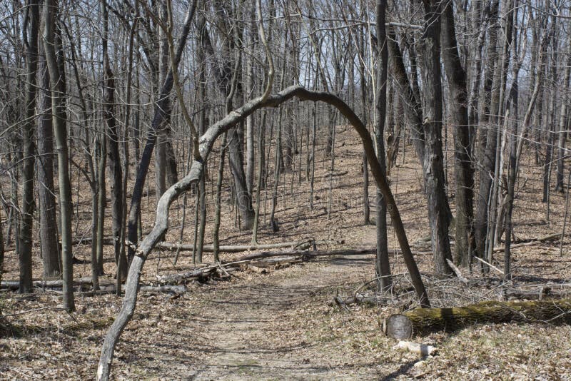 Arched Tree and Hiking Path Stock Image - Image of archway, forest ...
