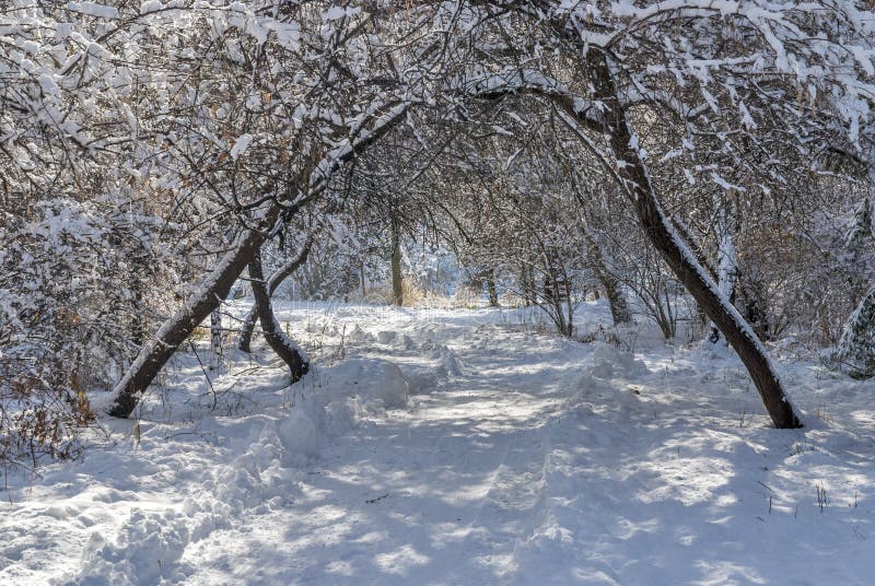 Arched Trees Over a Path through the Snow Stock Image - Image of park ...